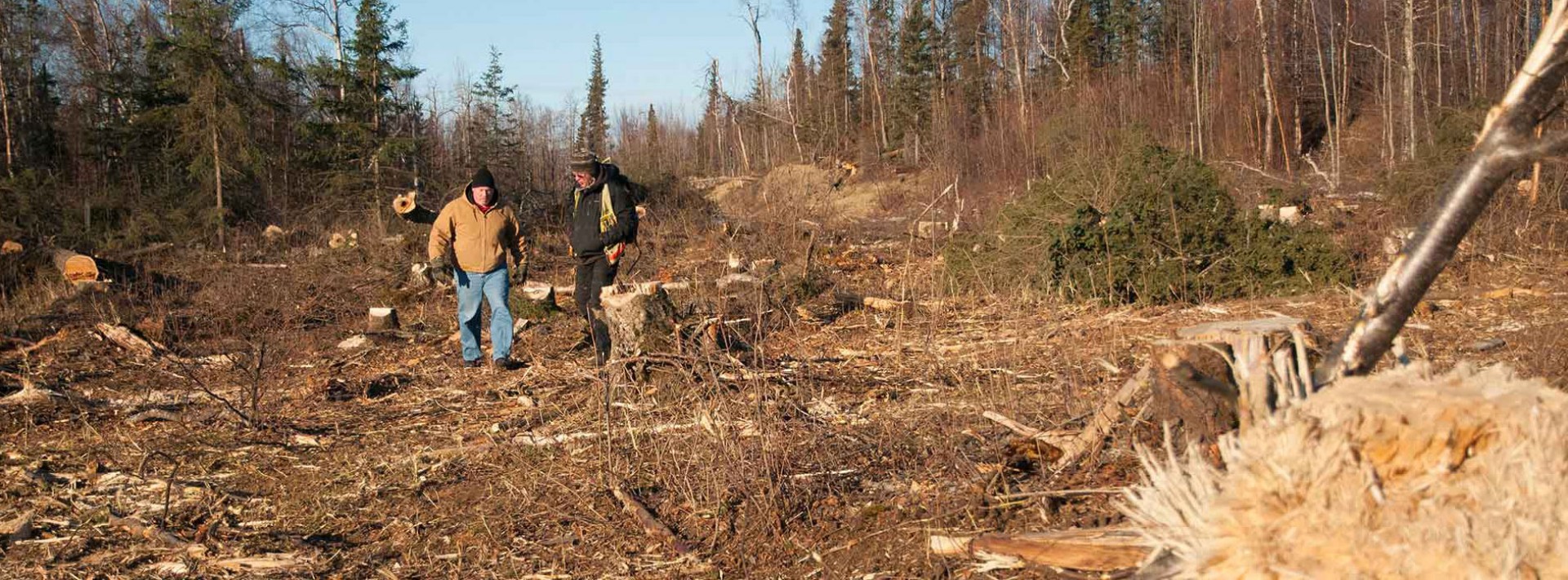 Matanuska-Susitna Borough - Tree clearing begins on Bogard Road project