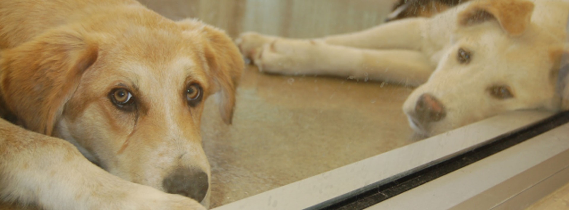 Matanuska-Susitna Borough - Animal Care veteran picked as Shelter Manager