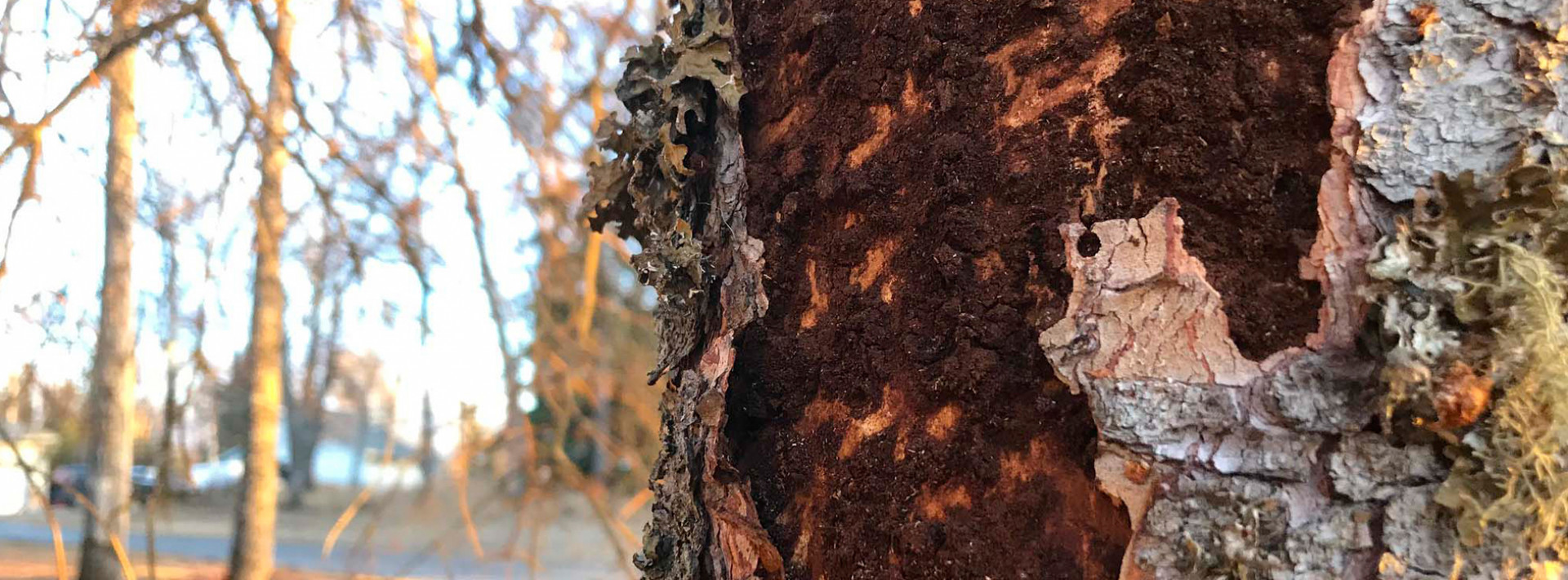 Matanuska-Susitna Borough - Borough Launches Beetle Kill Initiative