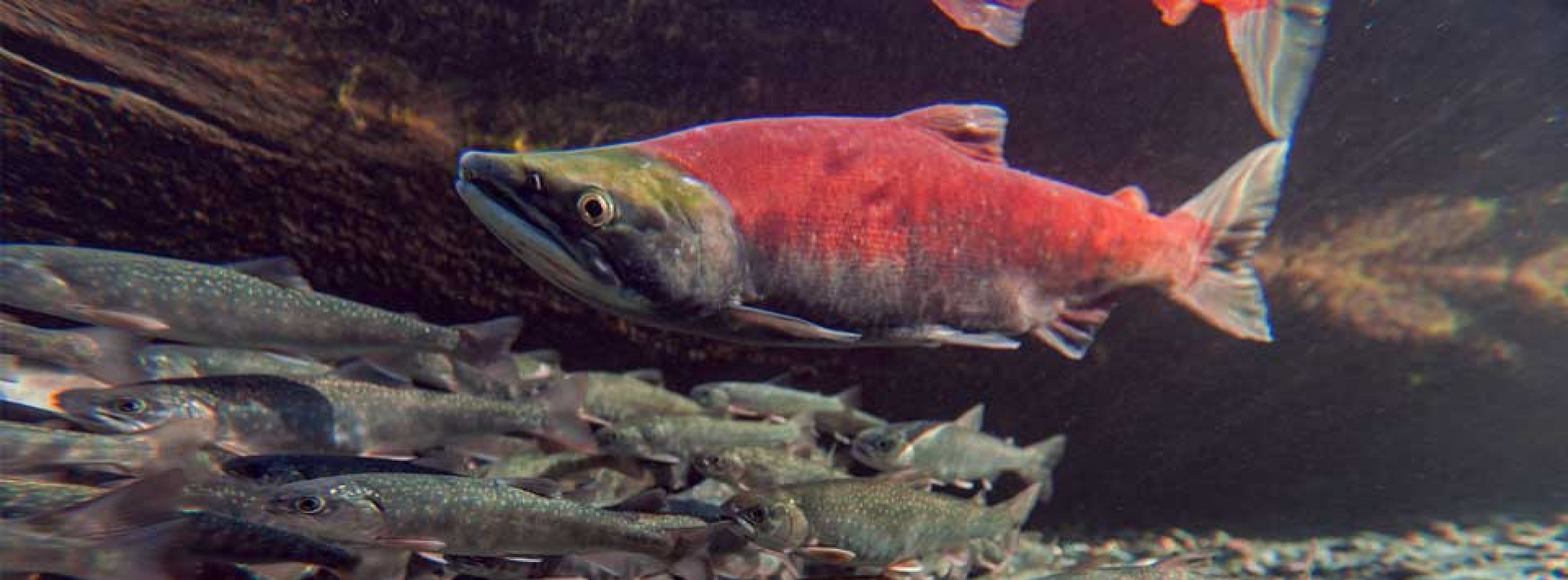 Matanuska-Susitna Borough - MSB Fish Commission: Defenders of Fish